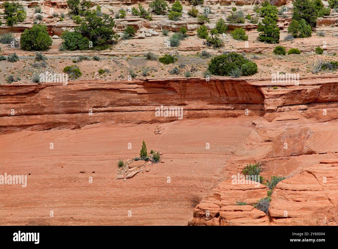 Solitary juniper tree thriving in crevice of shear sandstone cliff face ...