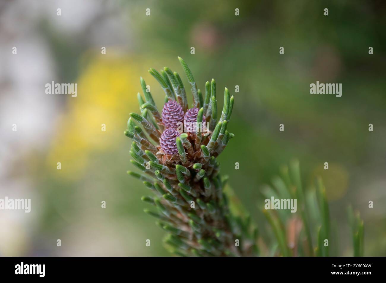 dwarf pine cone bud number two in the Manderiolo Asiago Stock Photo - Alamy