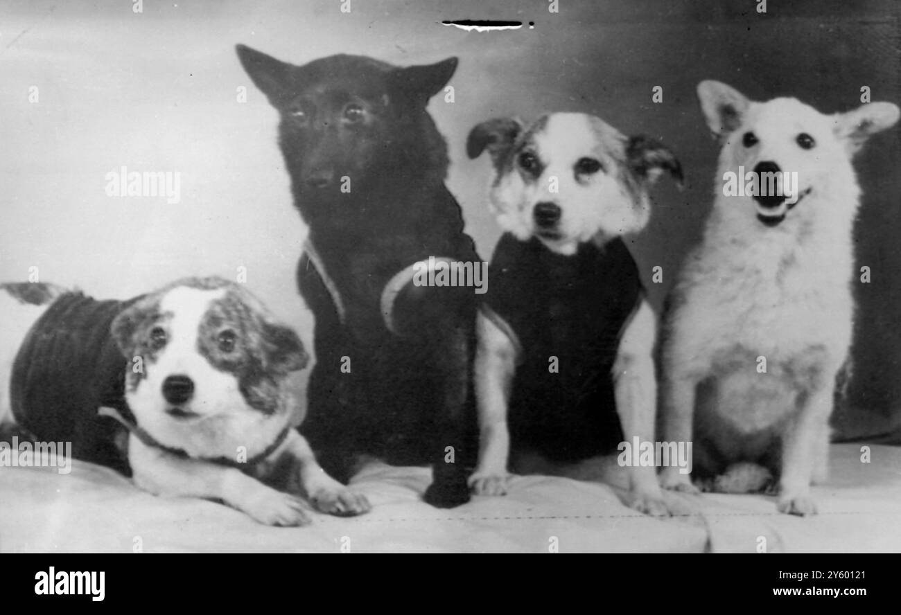 Soviet space dogs strelka and belka Black and White Stock Photos ...