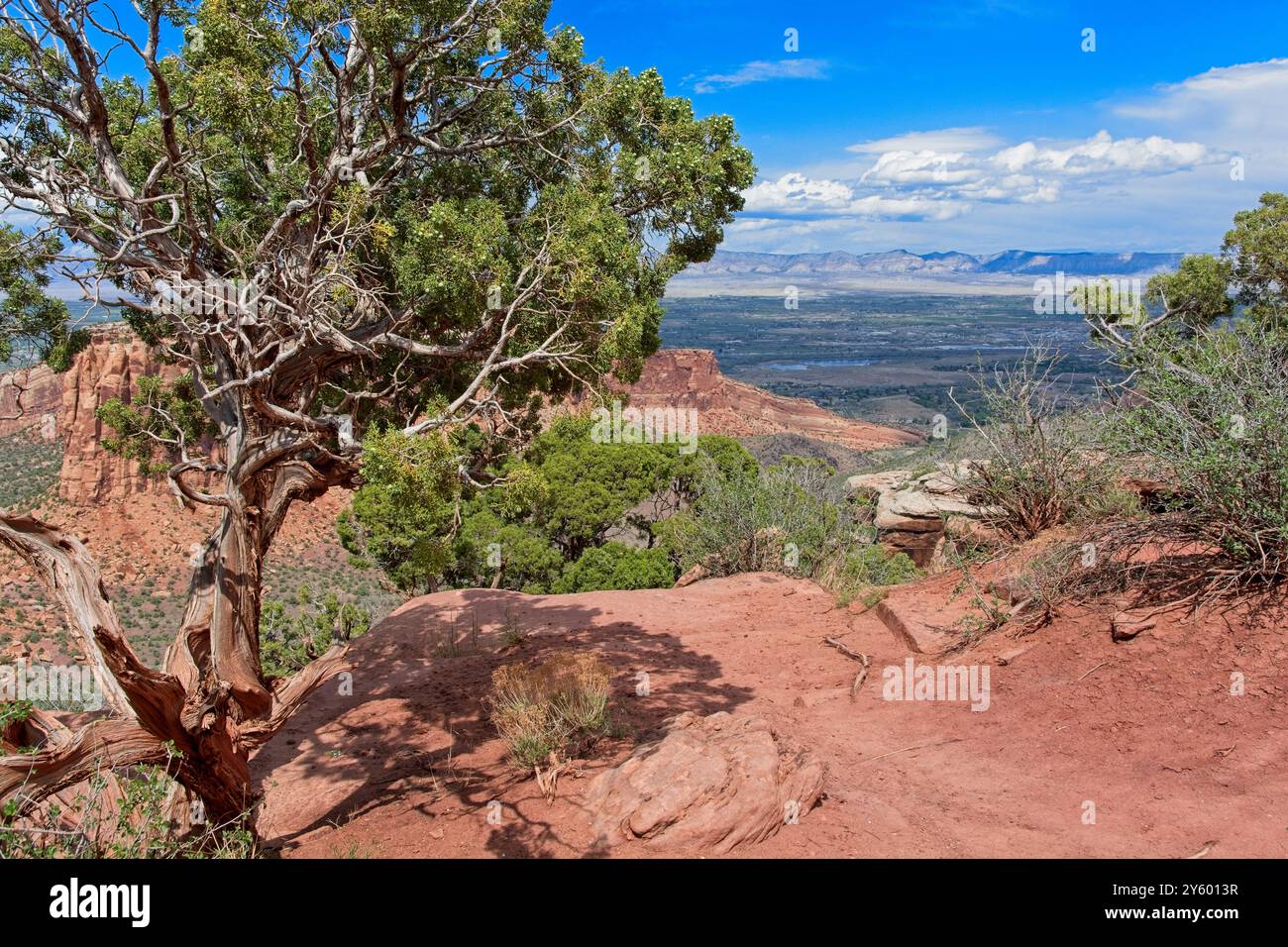 Distant view sandstone Book Cliffs from canyon rim framed by juniper ...