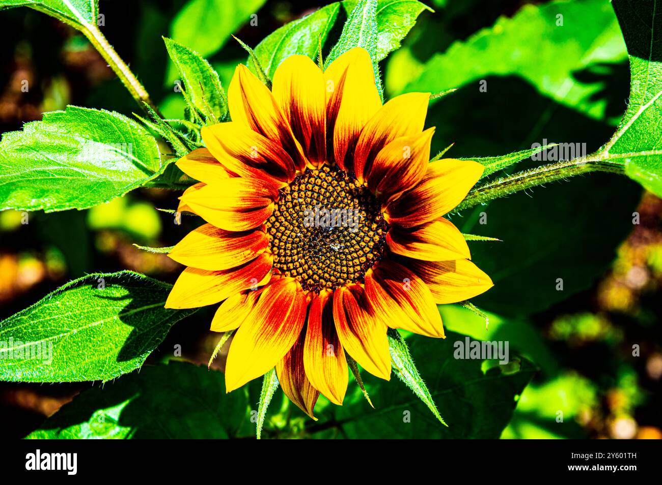 sunflower with amplified colors yellow and red Stock Photo - Alamy
