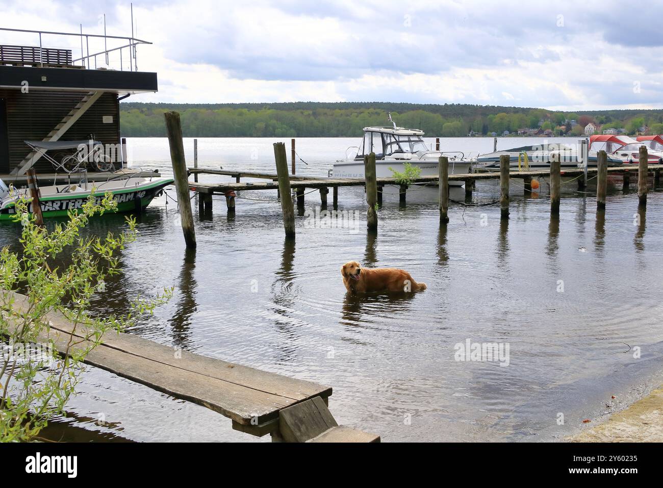 Taking the dog for a swim hi-res stock photography and images - Alamy