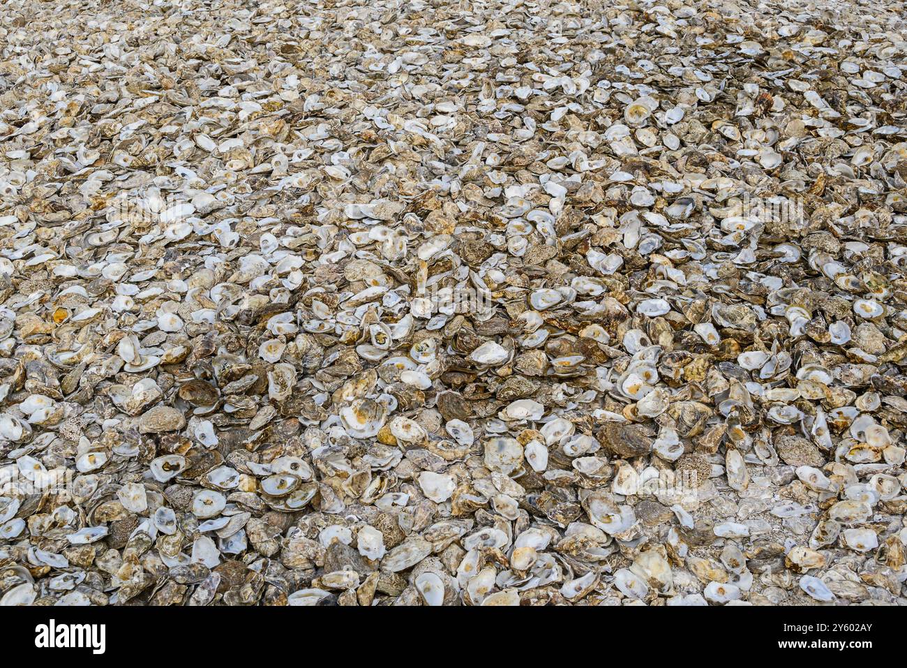Whitstable, Kent, England, UK. Huge pile of empty oyster shells on the ...