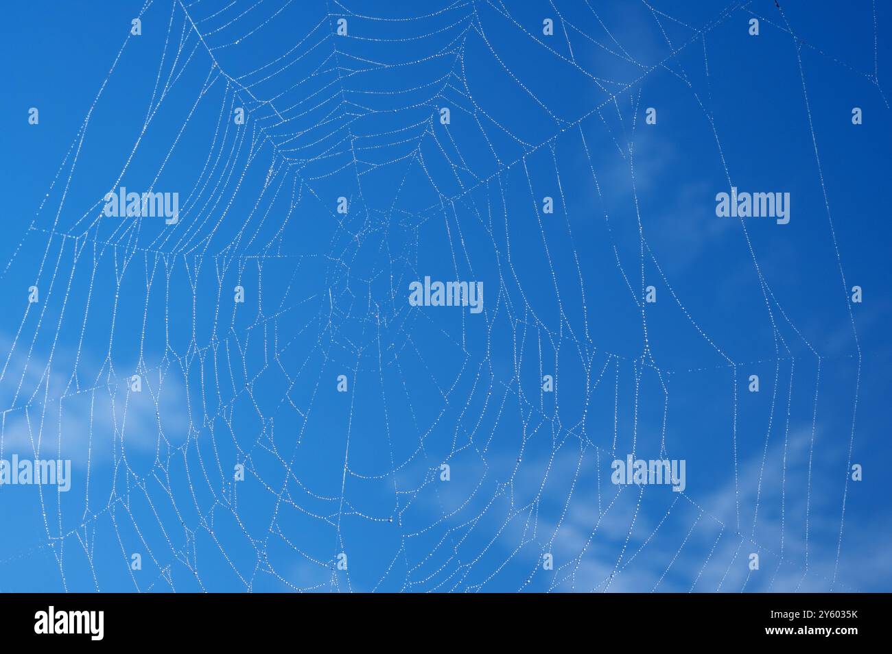 the web of a garden spider (Araneus diadematus) backlit, blue sky and ...