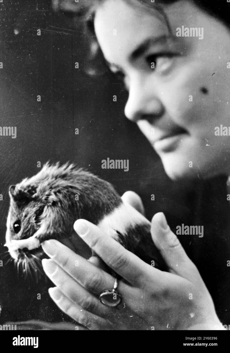 SPACE TRAVEL CHERNUSKA & GUINEA PIG WENT SPACE RUSSIAN TV 15 MARCH 1961 ...