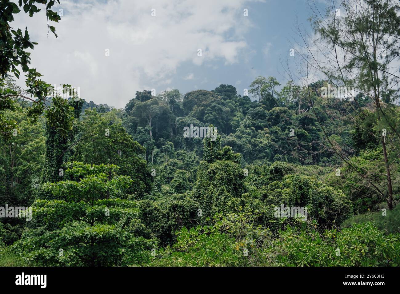 Tangled jungle describing shapes in Tioman island in Malaysia Stock ...