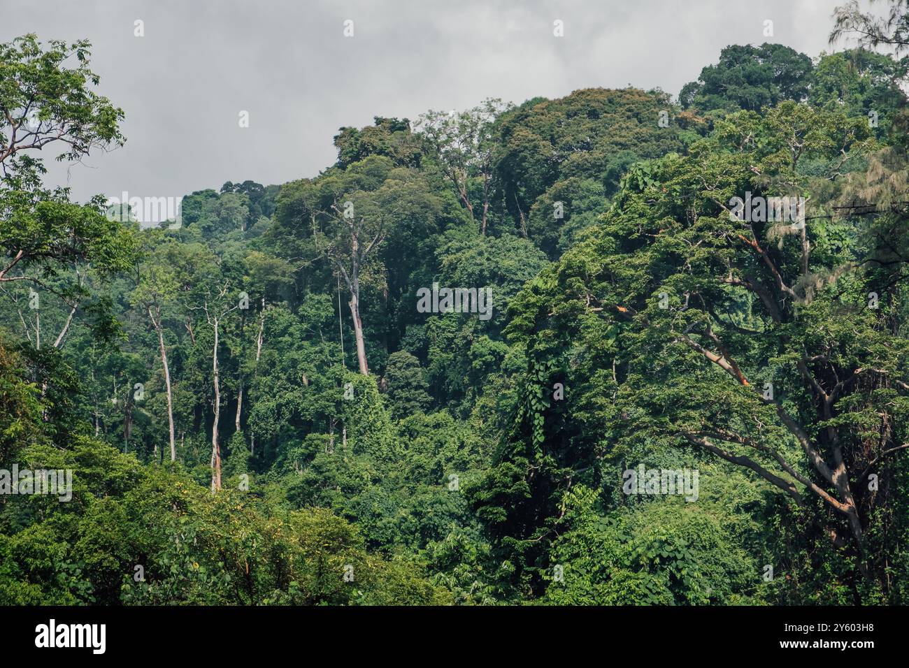 Trunks, branches and foliage intertwine in the jungle on Tioman island ...
