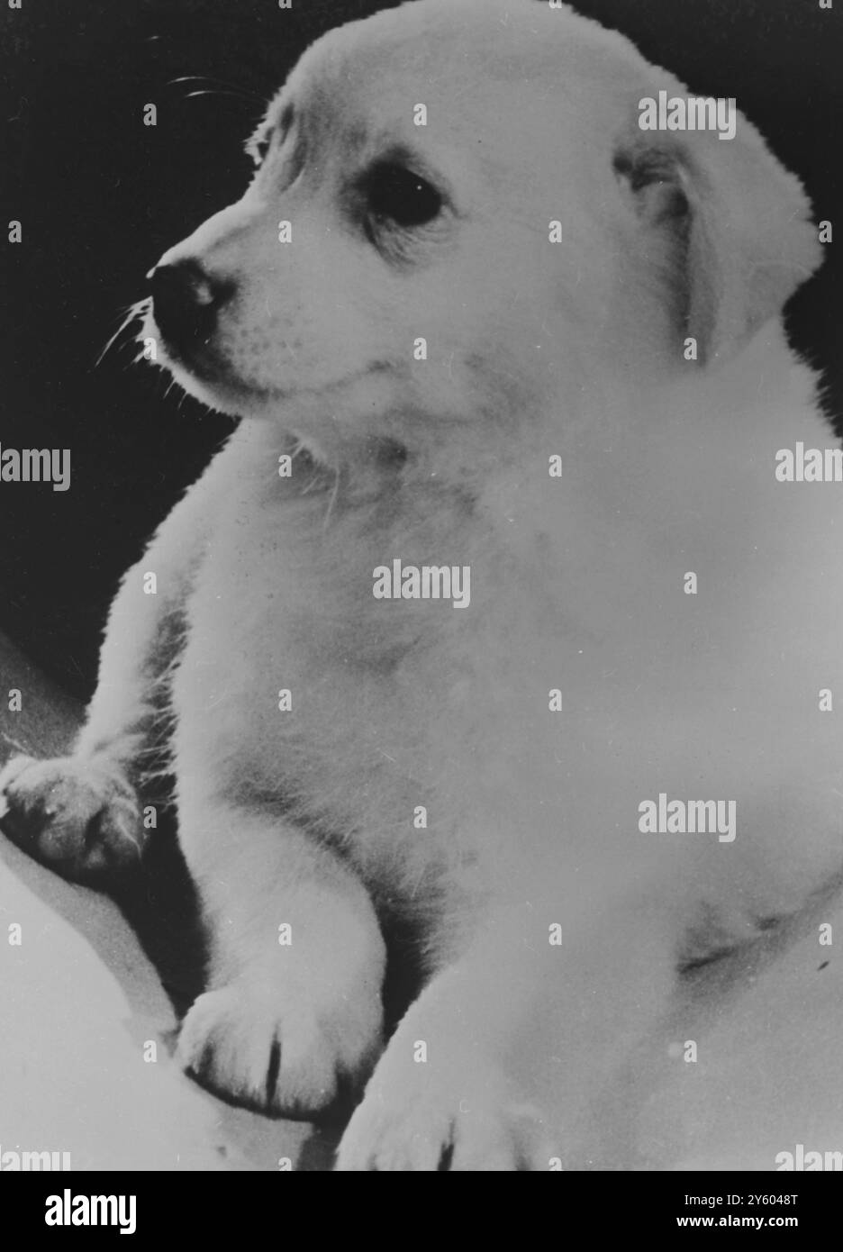 Strelka belka Black and White Stock Photos & Images - Alamy