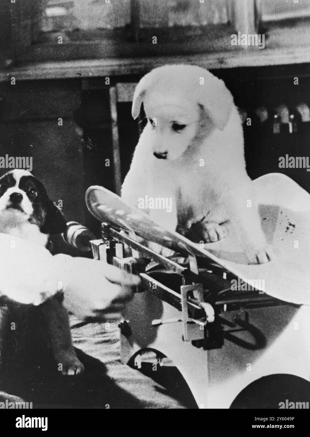 Strelka belka Black and White Stock Photos & Images - Alamy