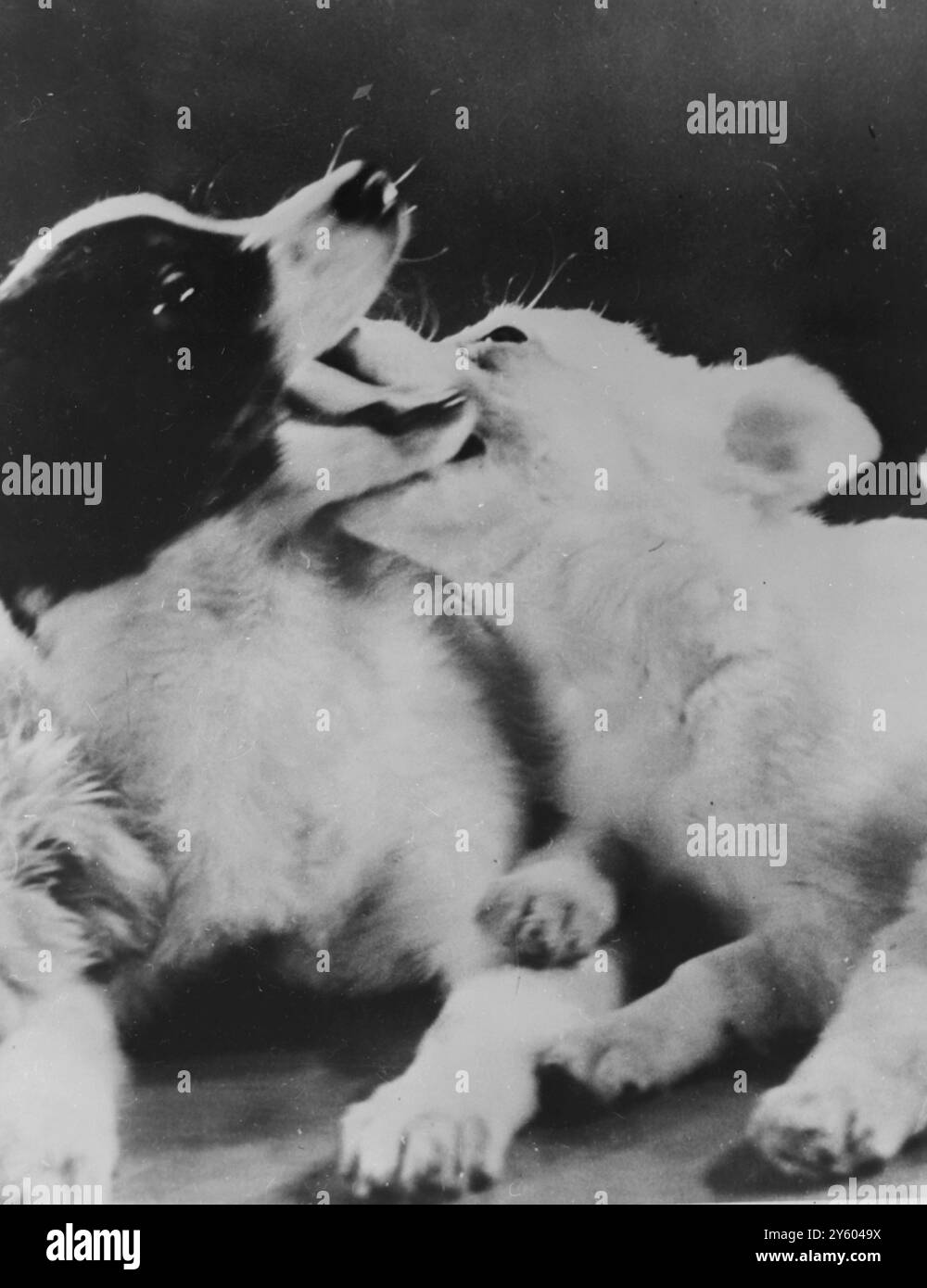 SPACE TRAVEL DOGS STRELKA & BELKA POSE WITH PUPS MOSCOW : Mischievous ...