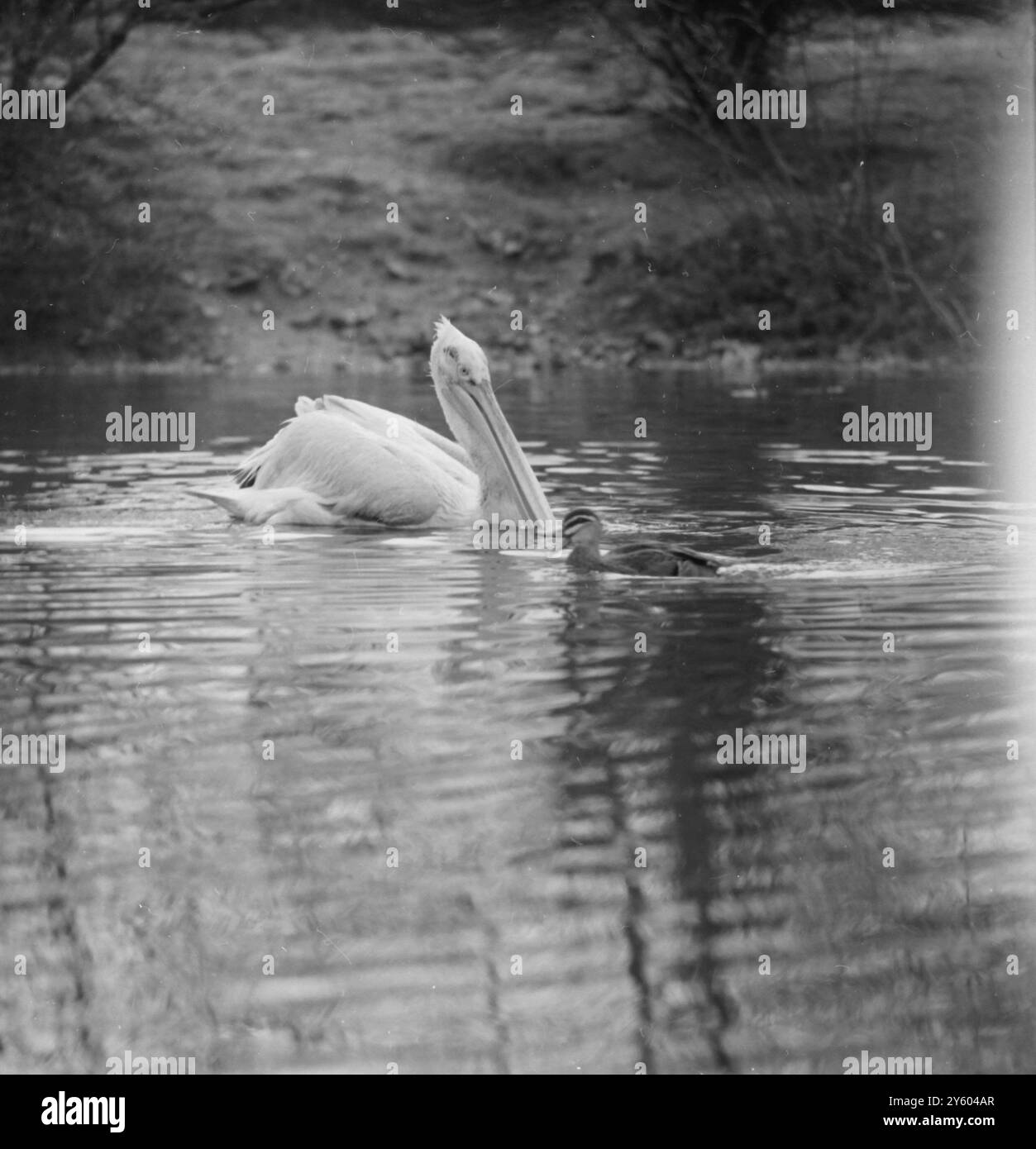 Old pelican Black and White Stock Photos & Images - Alamy
