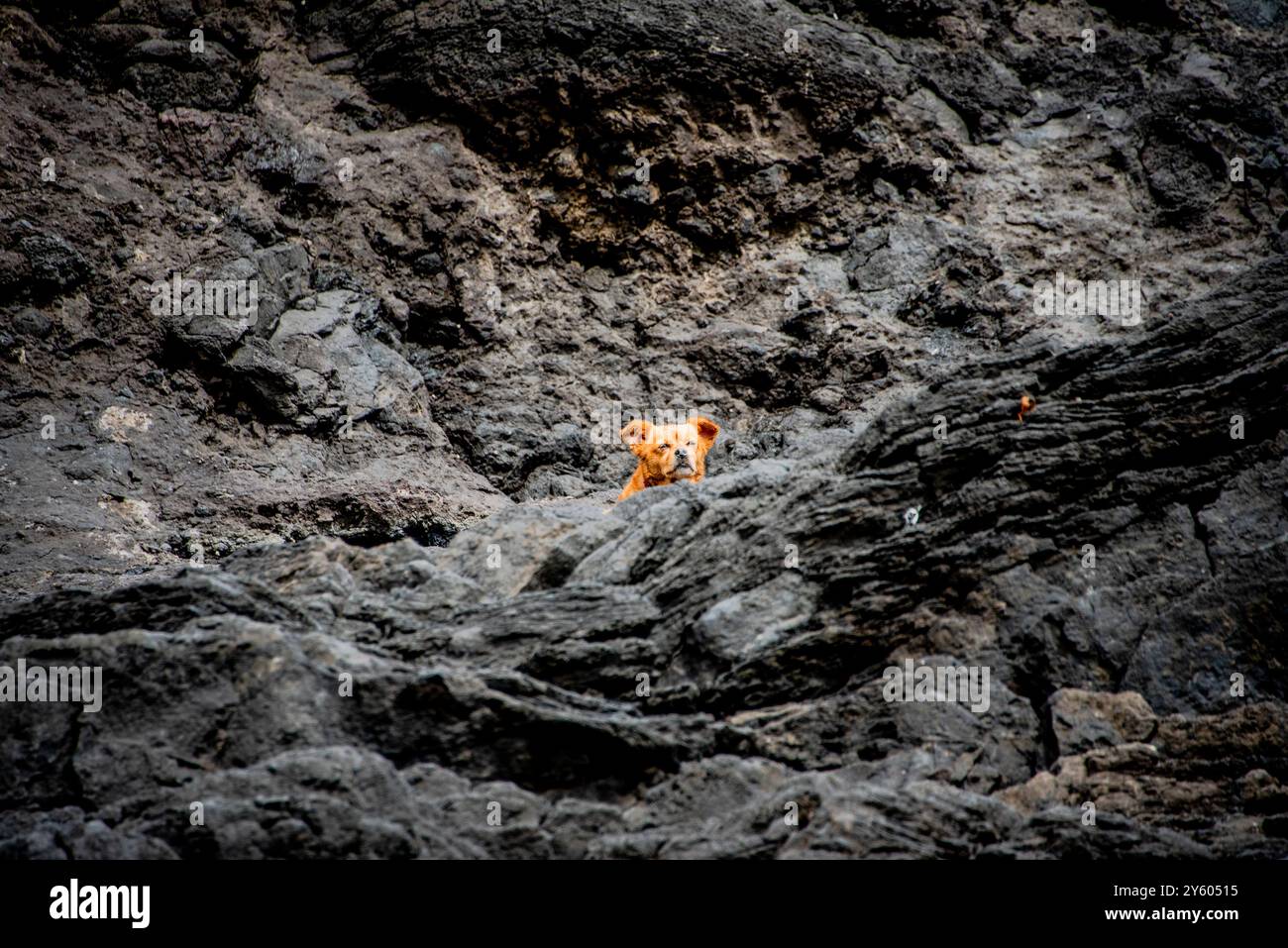 orange dog hidden among the black lava rocks in the natural pools in ...