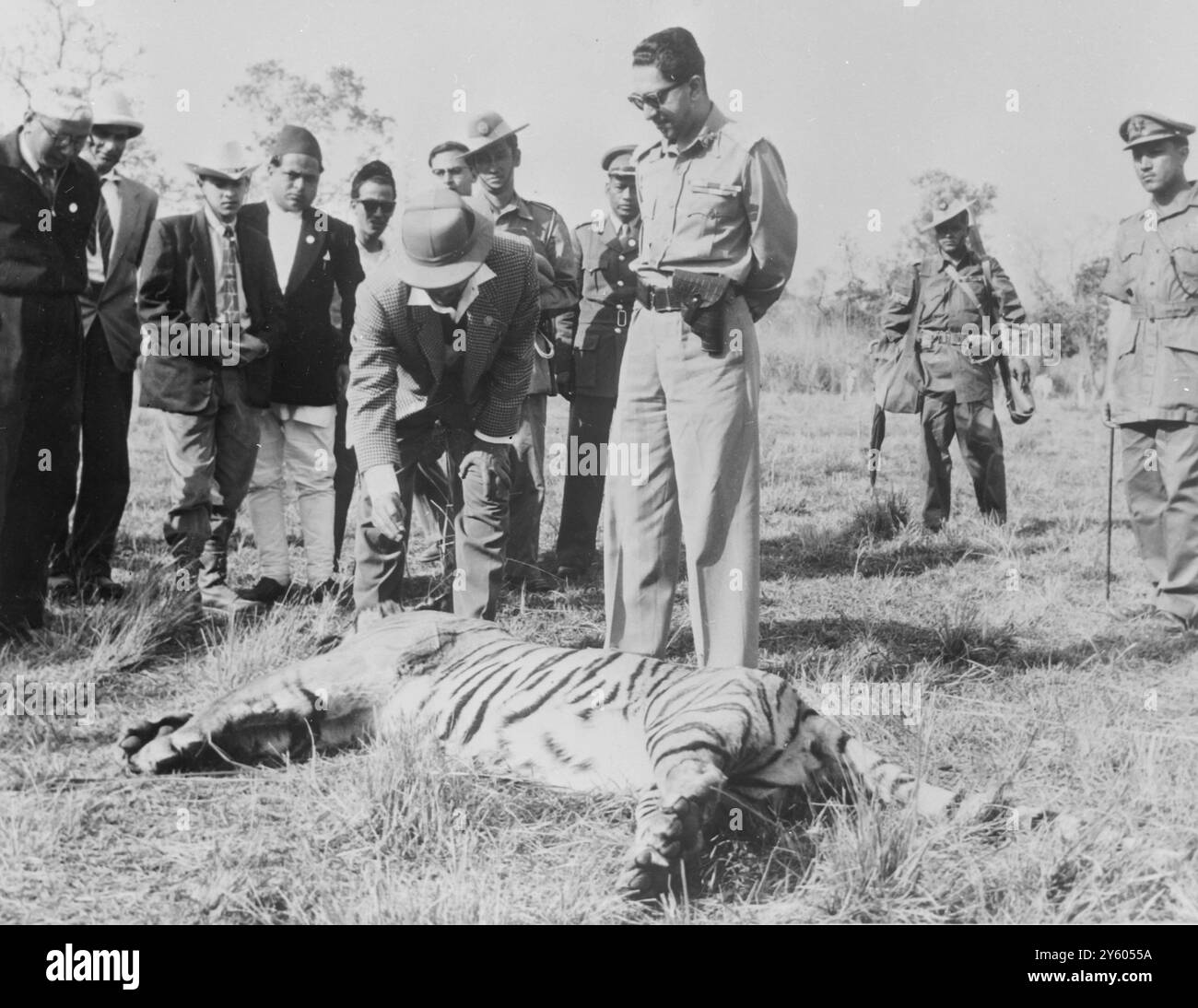 Dead tiger hi-res stock photography and images - Alamy
