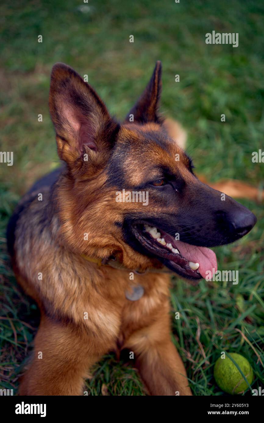 German shepherd dog with a tennis ball Stock Photo - Alamy