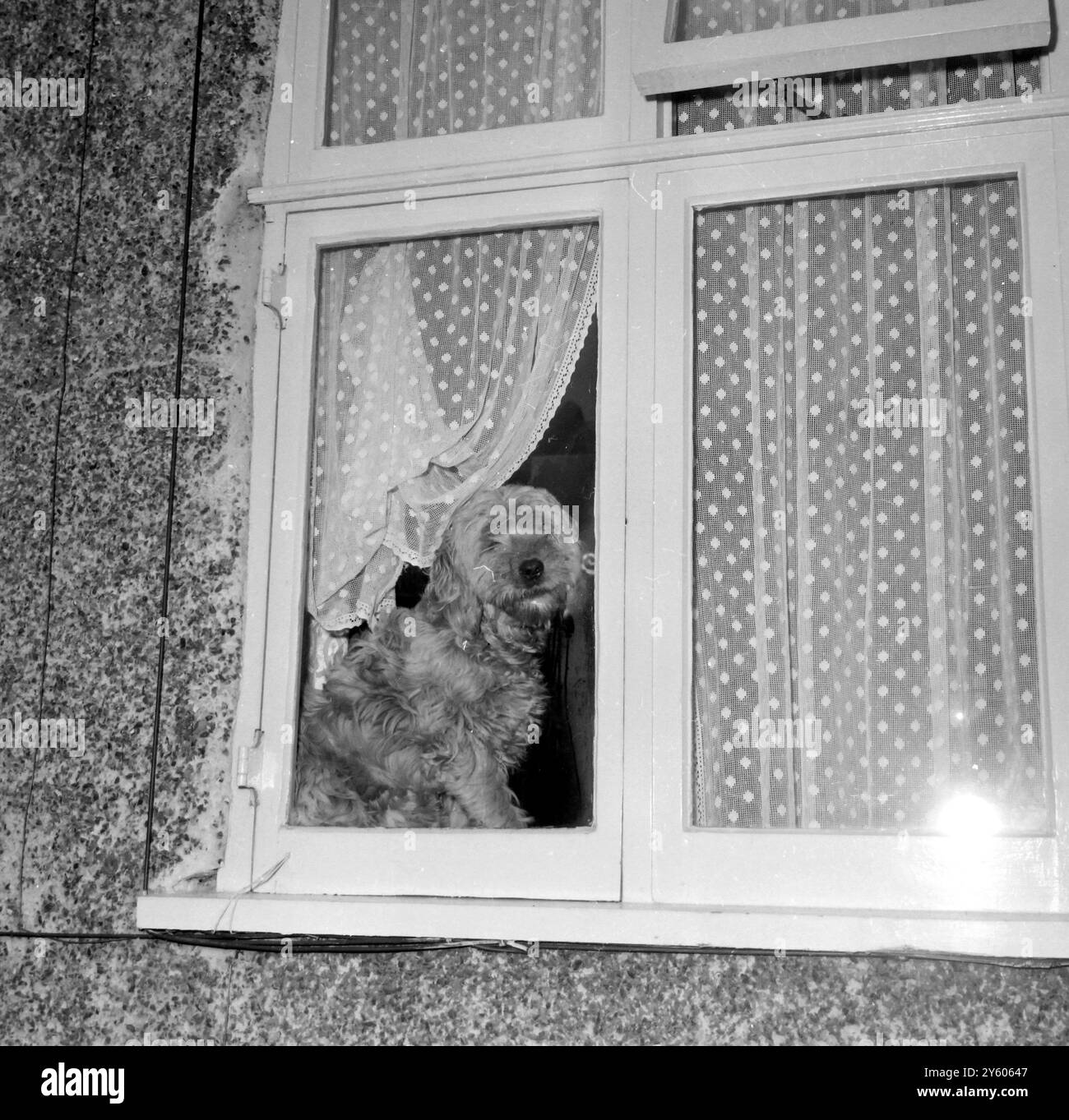 Dog in the window hi-res stock photography and images - Alamy