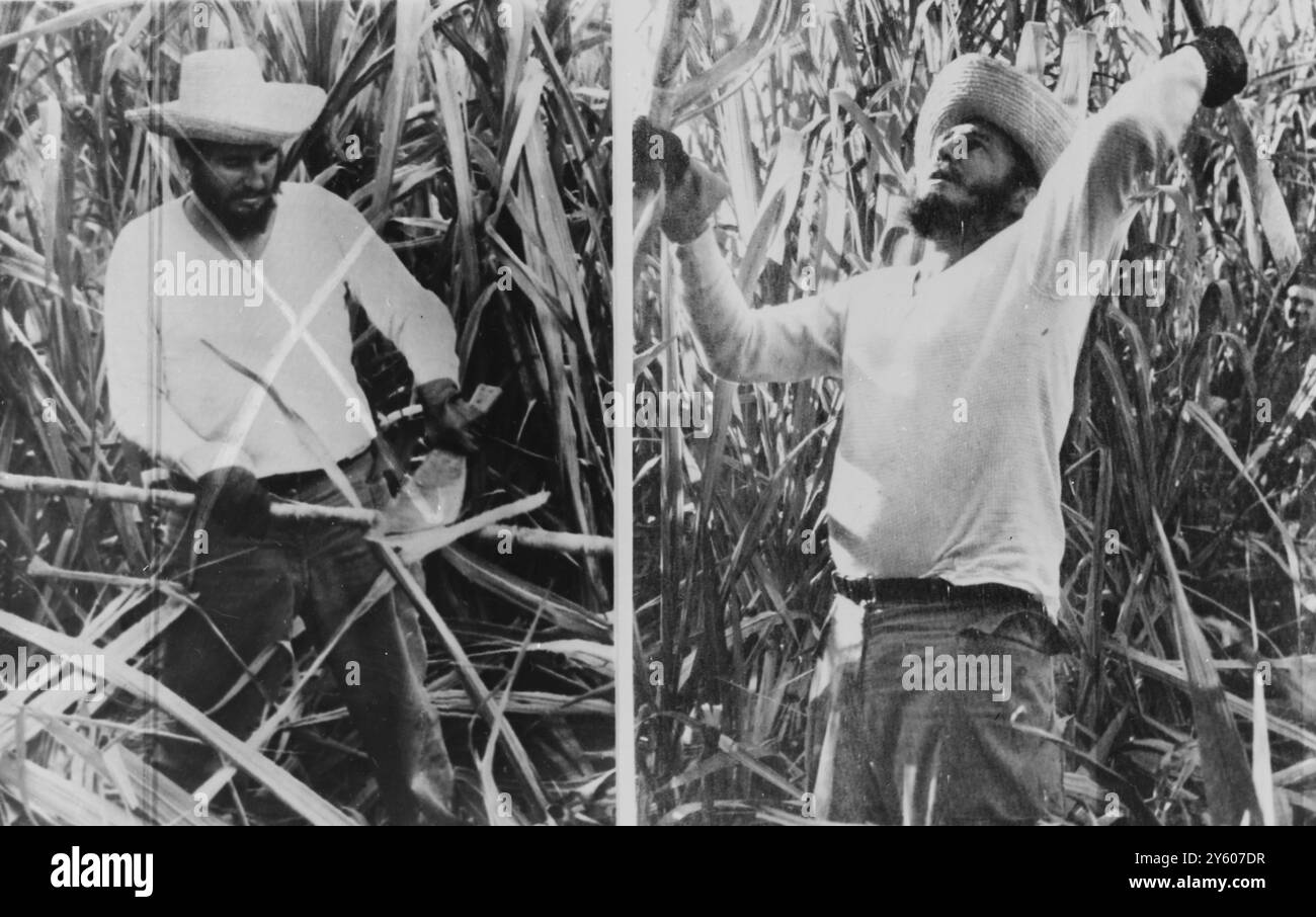 CASTRO FIDEL CUTS SUGAR CANE / 15 FEBRUARY 1961 Stock Photo - Alamy