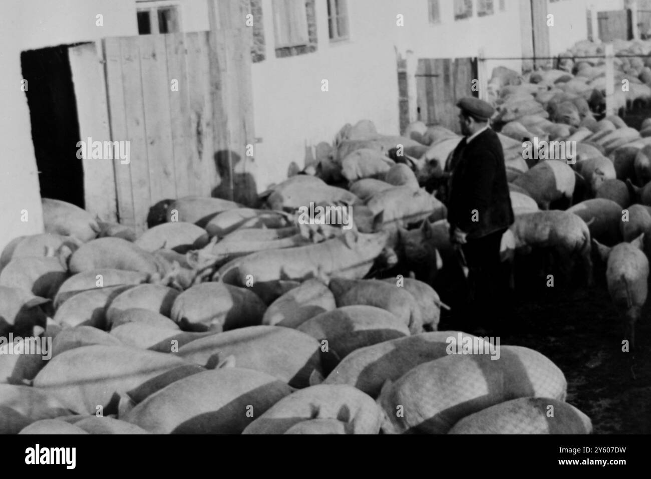 FARMING PIG FARM - AGRICULTURE IN BULGARIA 15 FEBRUARY 1961 Stock Photo ...