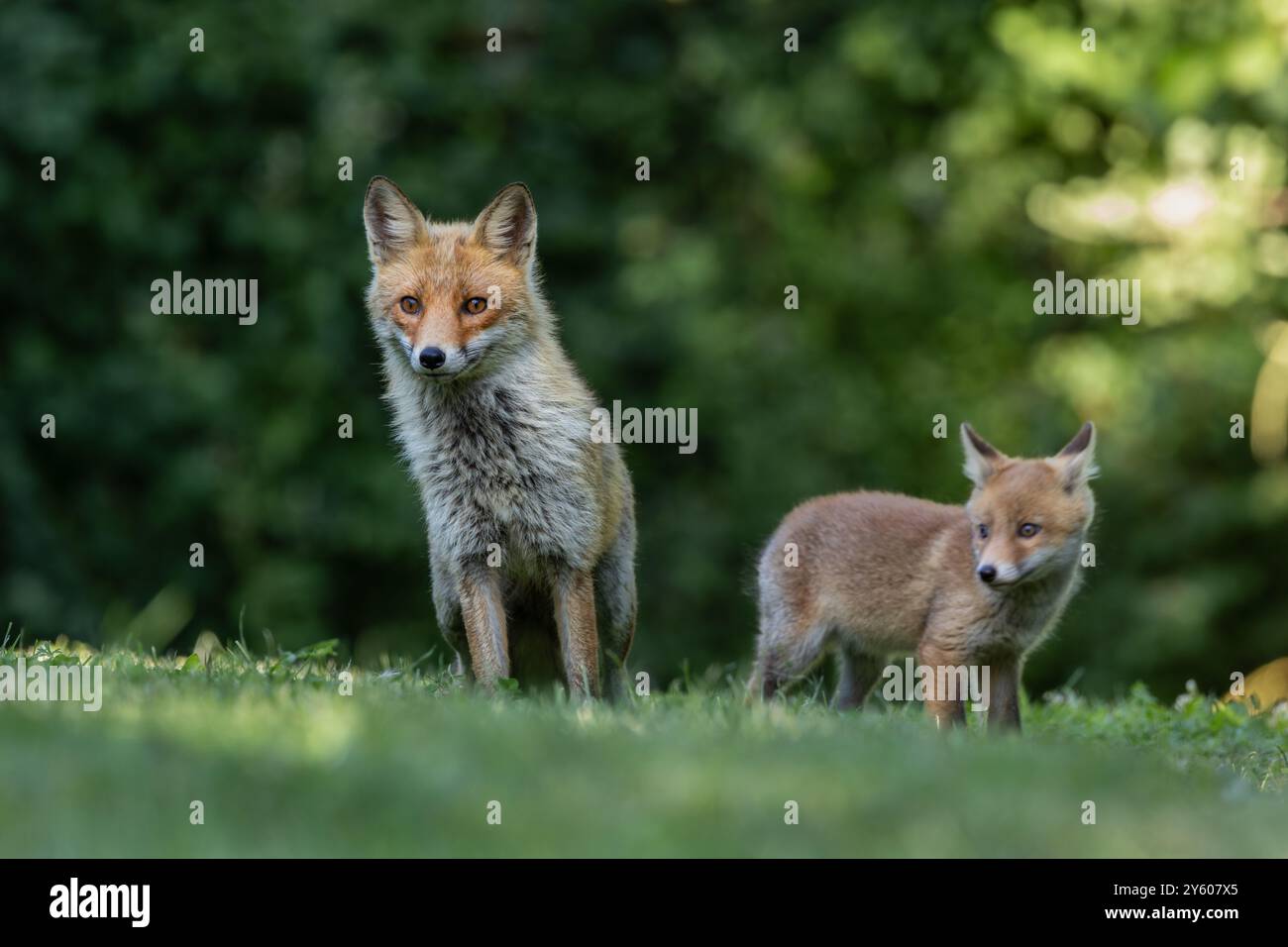 The red fox and her cubs Stock Photo - Alamy