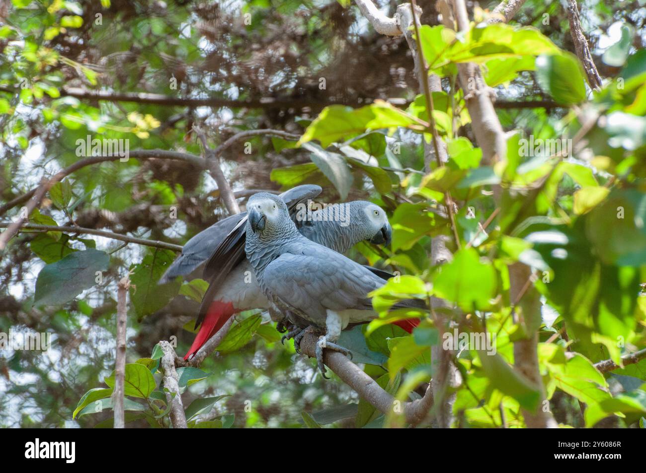 GREY PARROT- Psittacus erithacus - Uganda Stock Photo - Alamy