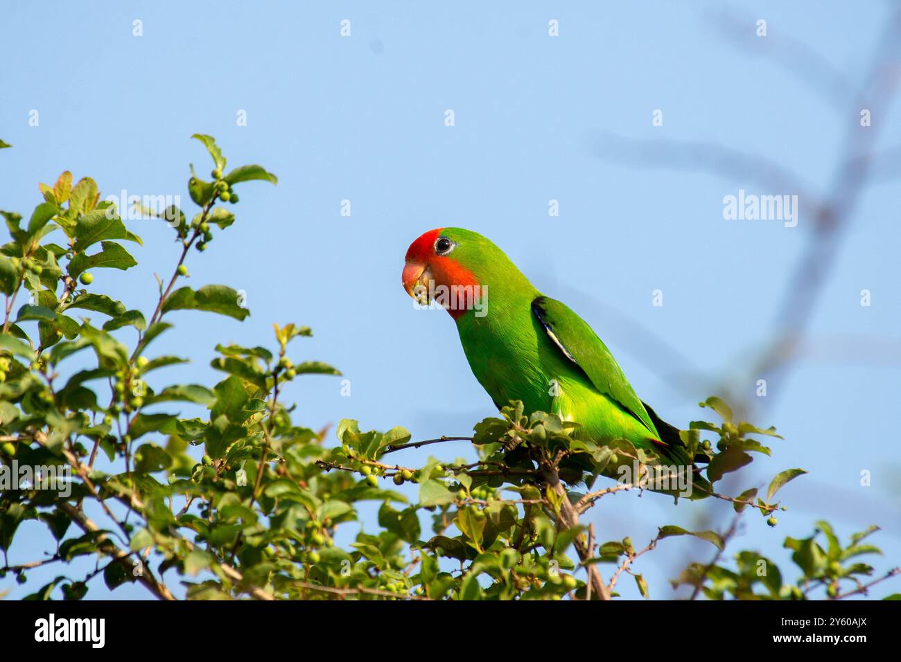 RED-HEADED LOVEBIRD- Agapornis pullarius in Kampala Uganda Stock Photo ...