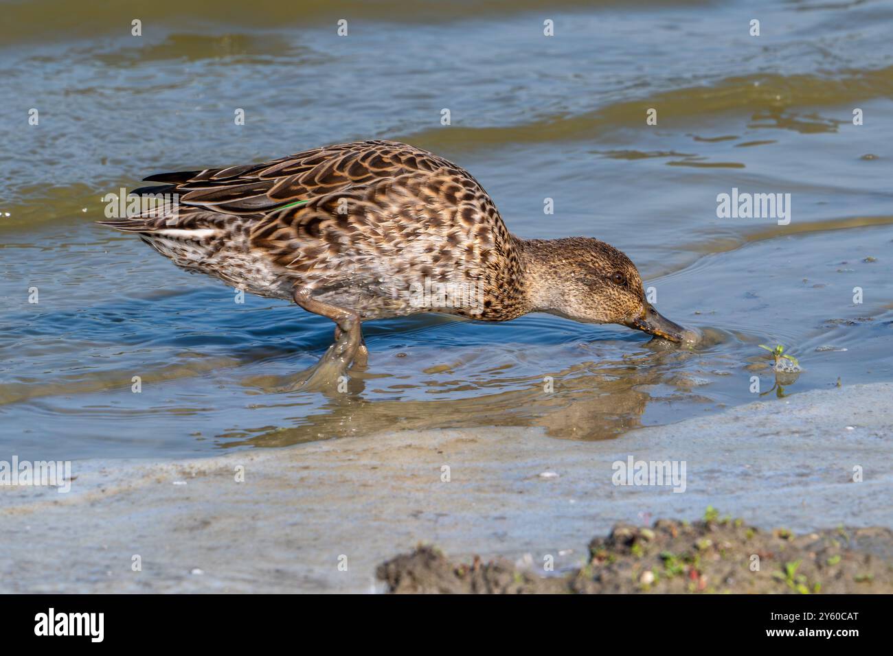 Eurasian teal / common teal / Eurasian green-winged teal (Anas crecca ...