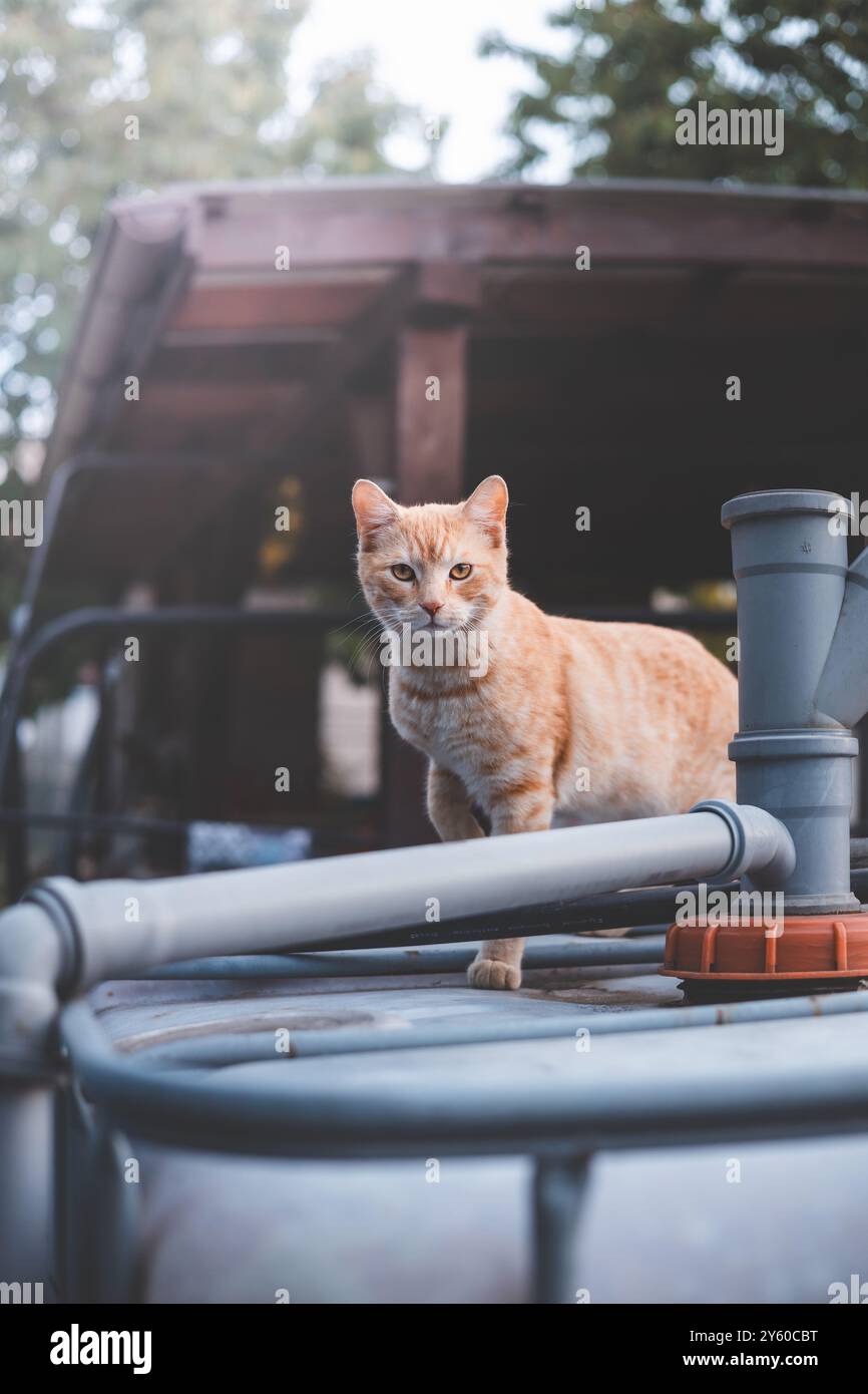 Curious ginger cat perched on a water tank surveys its surroundings ...