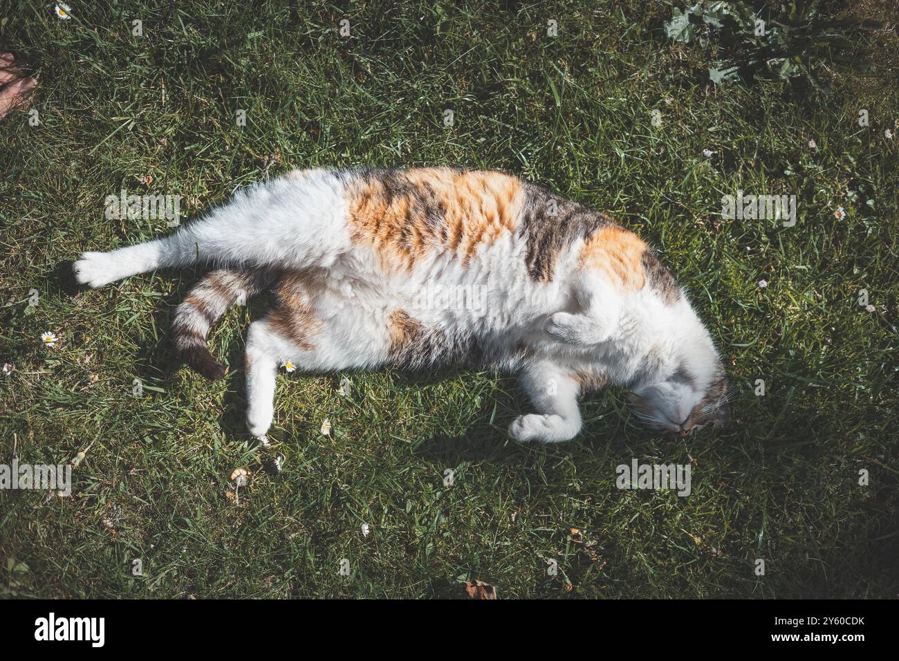 Calico cat enjoys a lazy afternoon nap, stretched out on lush green ...