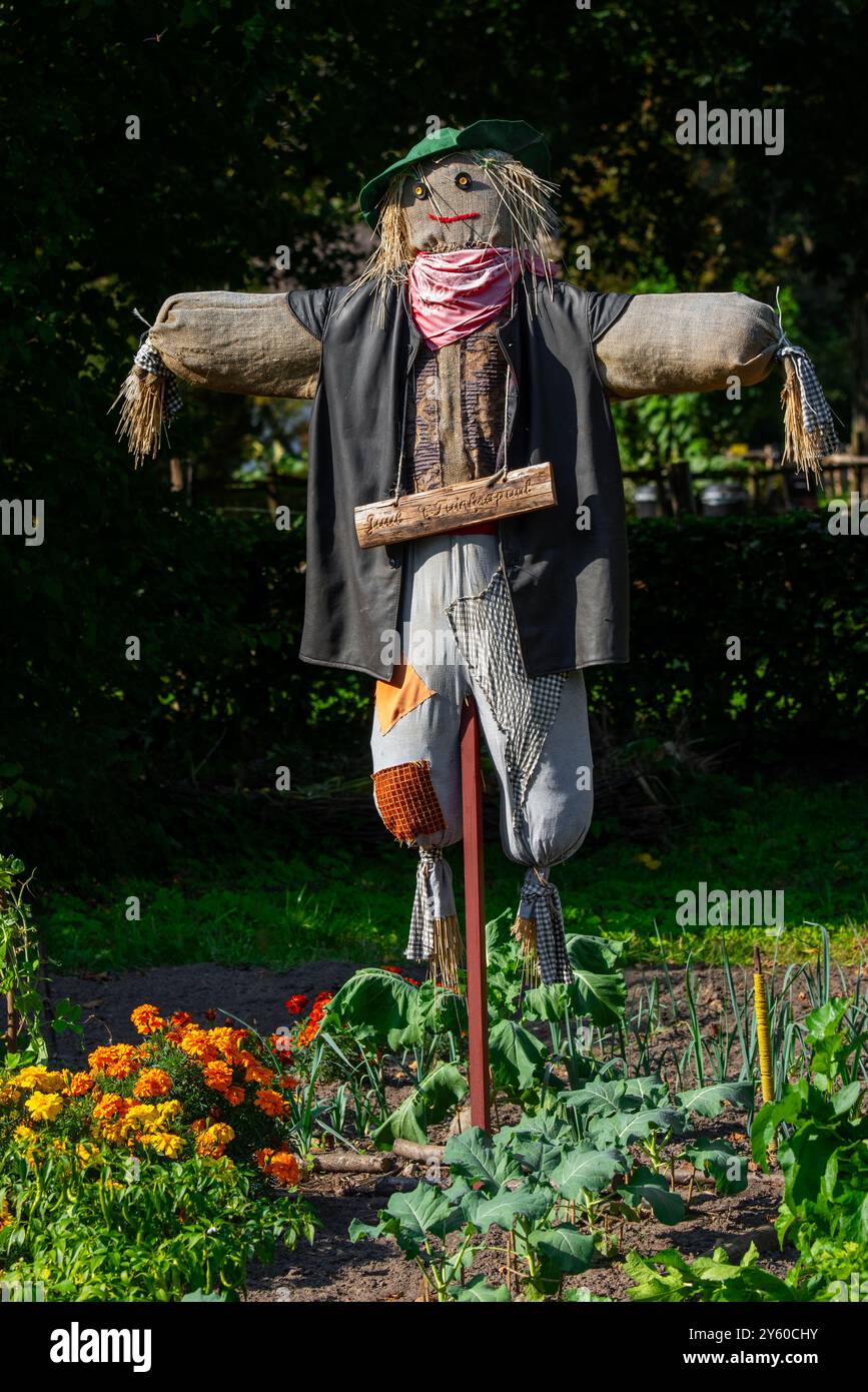 Humanoid scarecrow / bird scarer dressed in old clothes and placed in ...