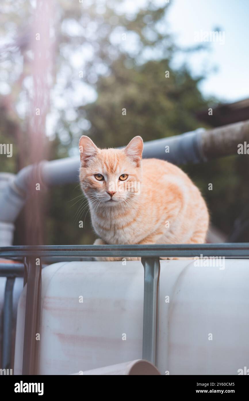 Curious ginger cat perched on a water tank surveys its surroundings ...