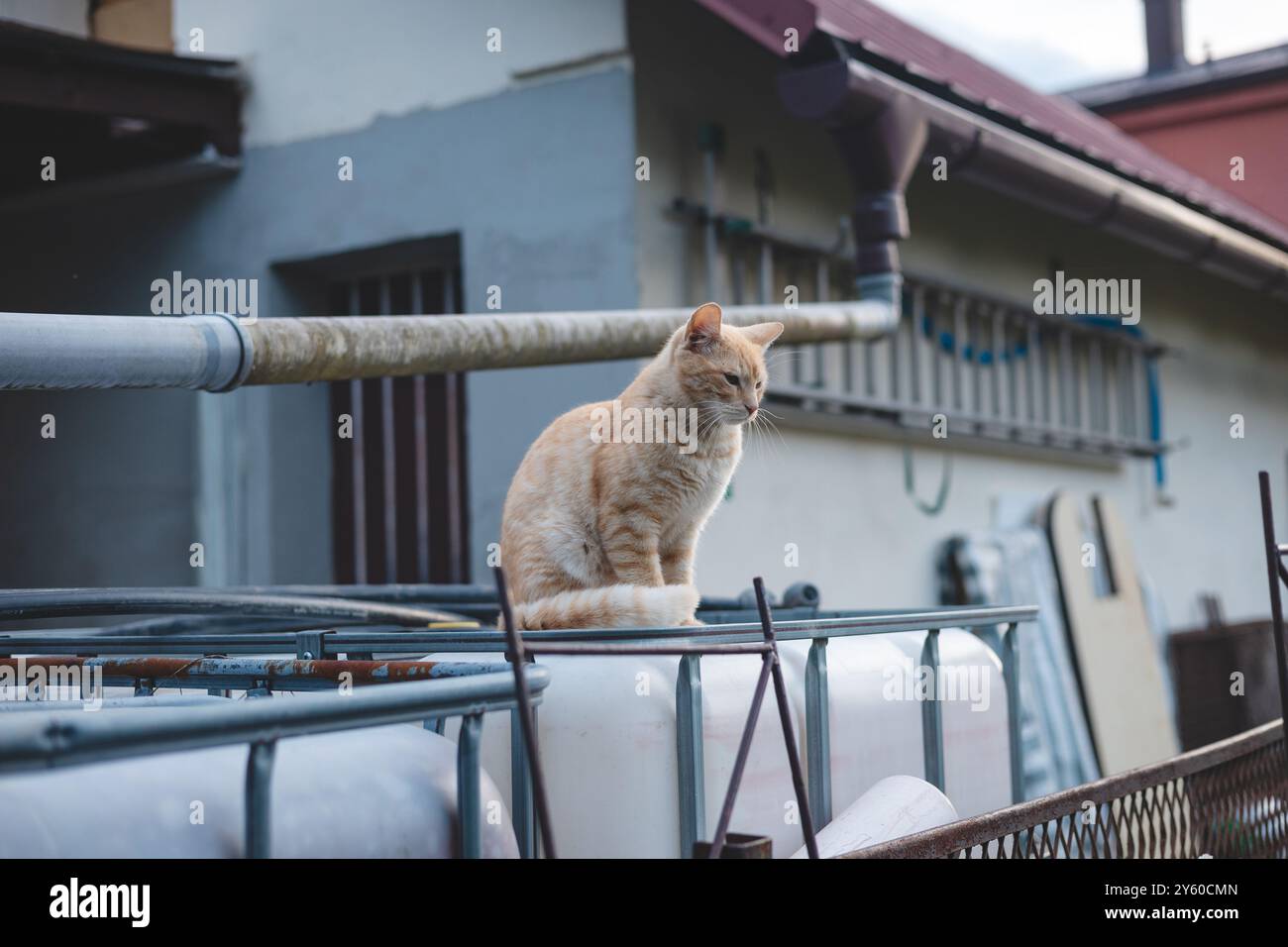 Confident ginger cat stands atop an industrial water tank, appearing ...