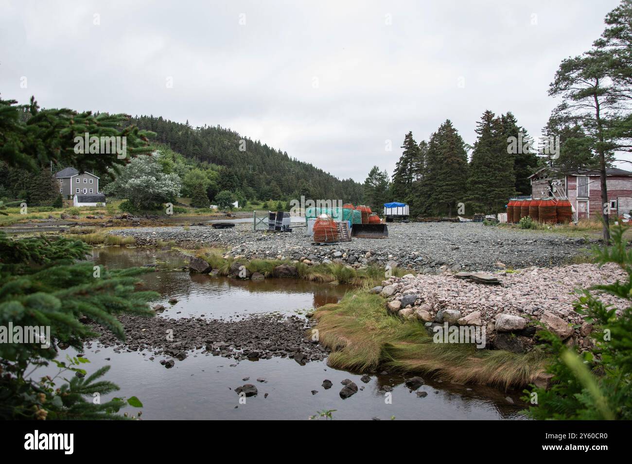 Green crab newfoundland hi-res stock photography and images - Alamy