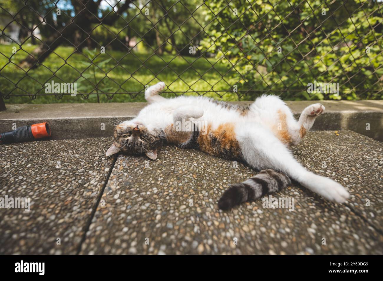 Serene calico cat peacefully naps on a pebble surface, with its paws ...