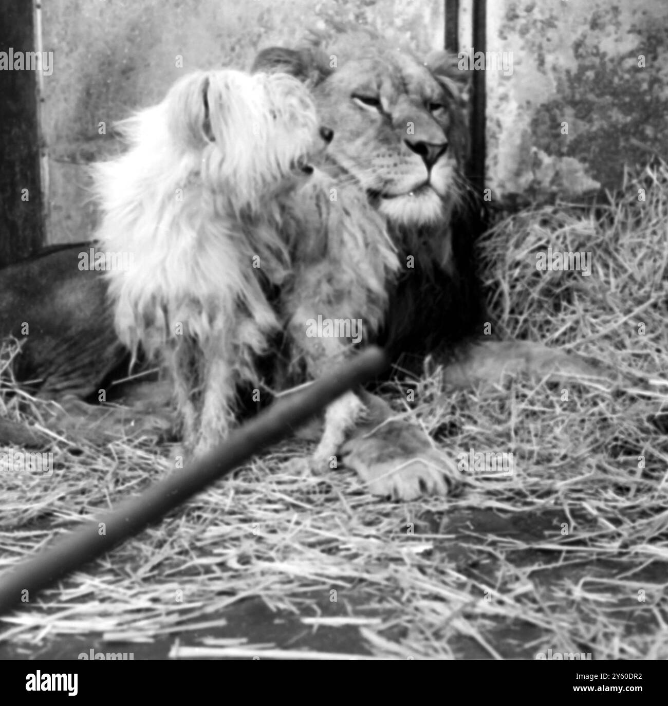 White lion dog Black and White Stock Photos & Images - Alamy
