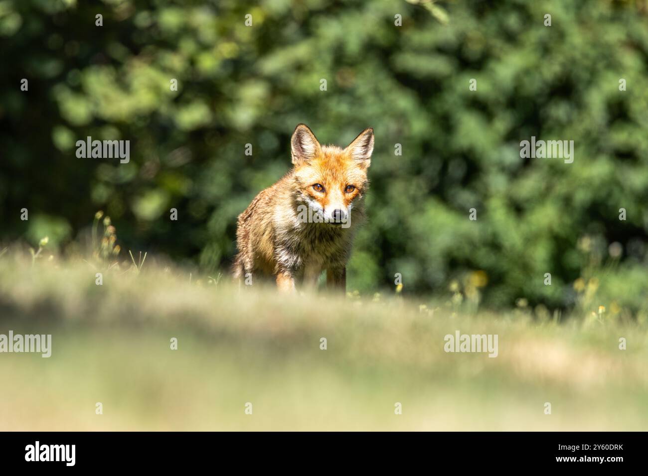 Red fox between light and shadow Stock Photo - Alamy