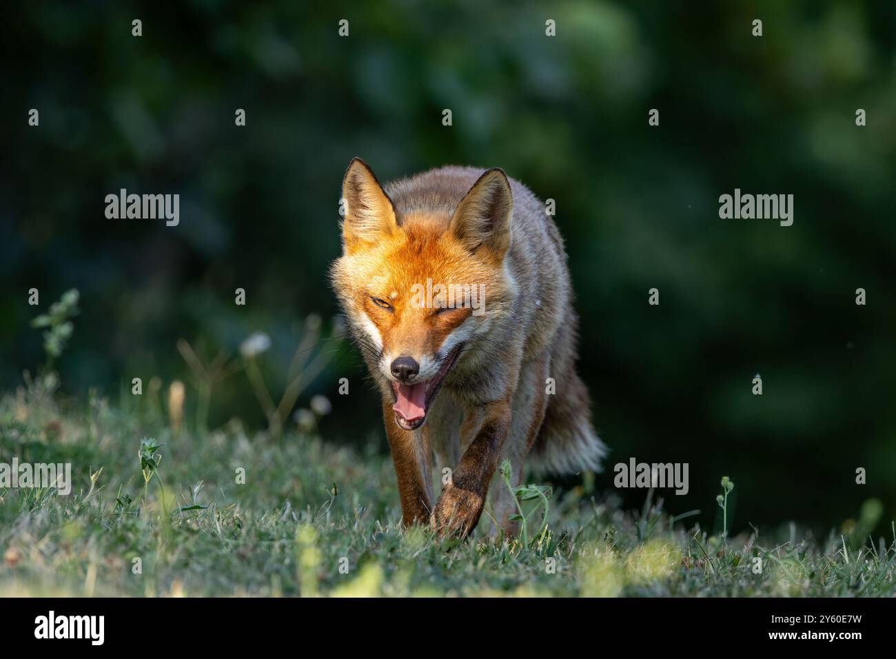 Red fox between light and shadow Stock Photo - Alamy