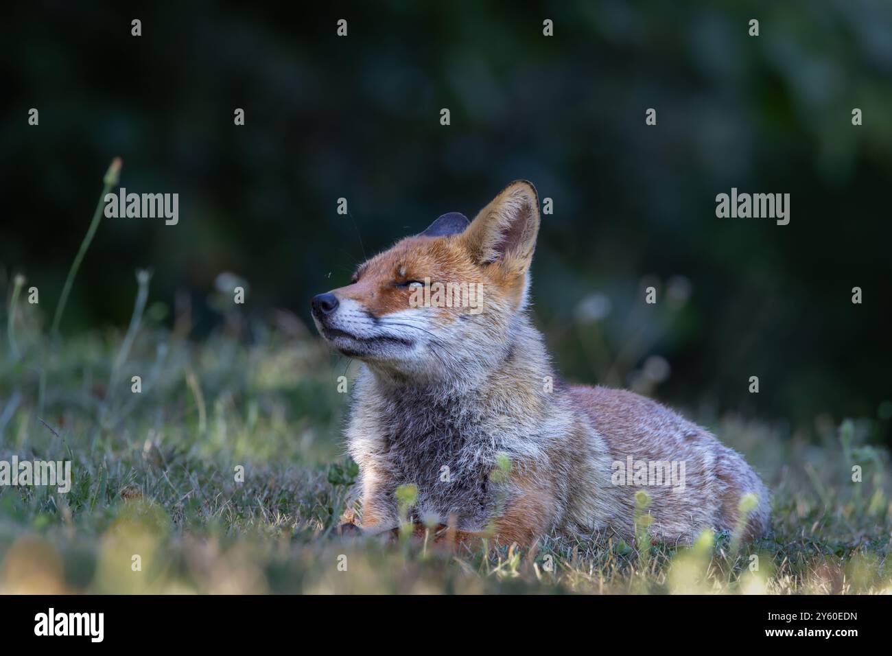 Red fox between light and shadow Stock Photo - Alamy