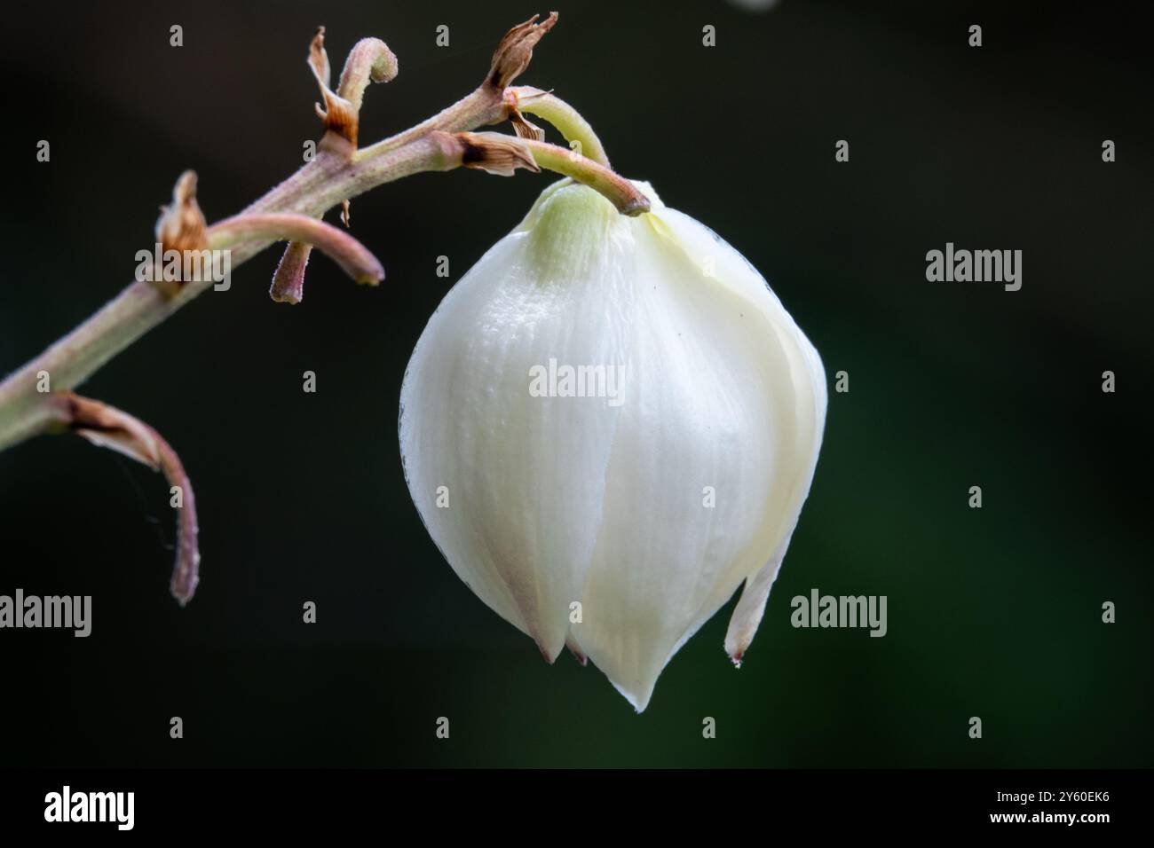 Closeup, isolated view of a single Spanish bayonet yucca plant flower ...