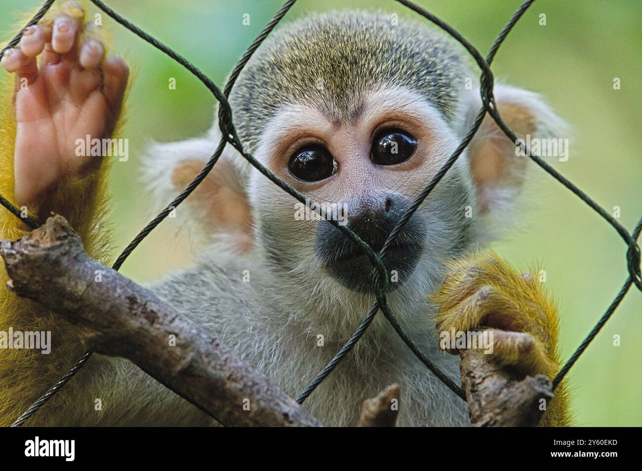 Saimiri sciureus aka Common Squirrel Monkey. Close-up head portrait ...