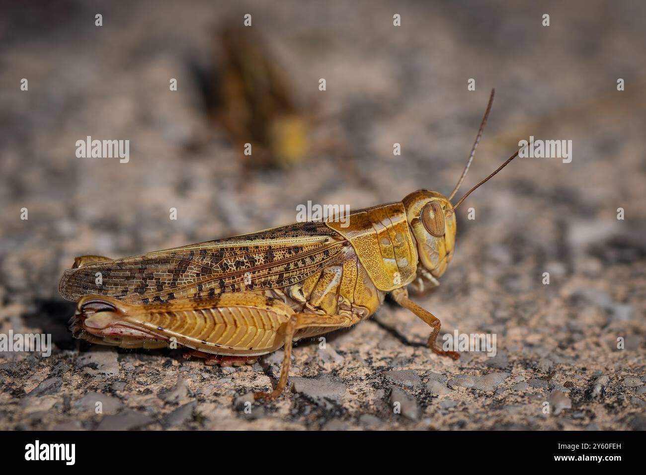 Ochre-colored grasshopper in large side view Stock Photo - Alamy