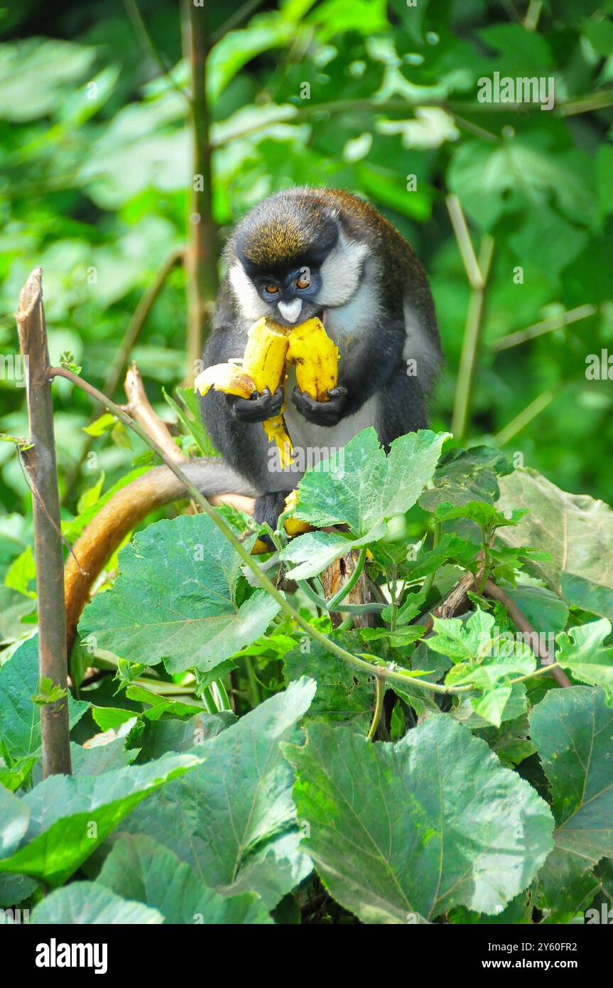 Red - tailed Monkey Uganda Stock Photo - Alamy