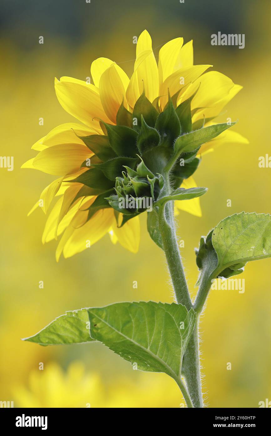 Flowering sunflower (Helianthus annuus) in a sunflower field, Schleswig ...
