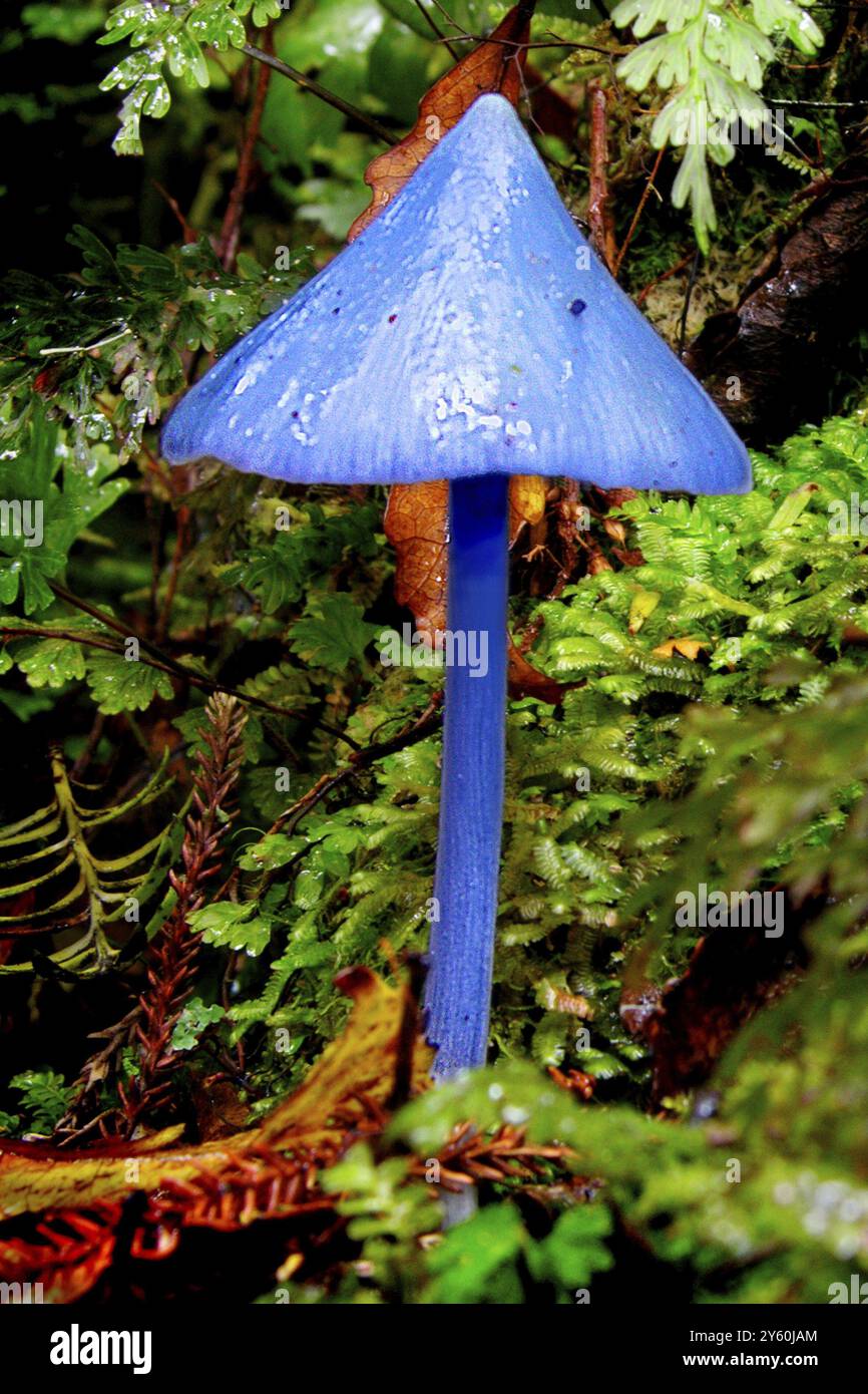 New Zealand, Blue fungus, Abel Tasman National Park, New Zealand ...