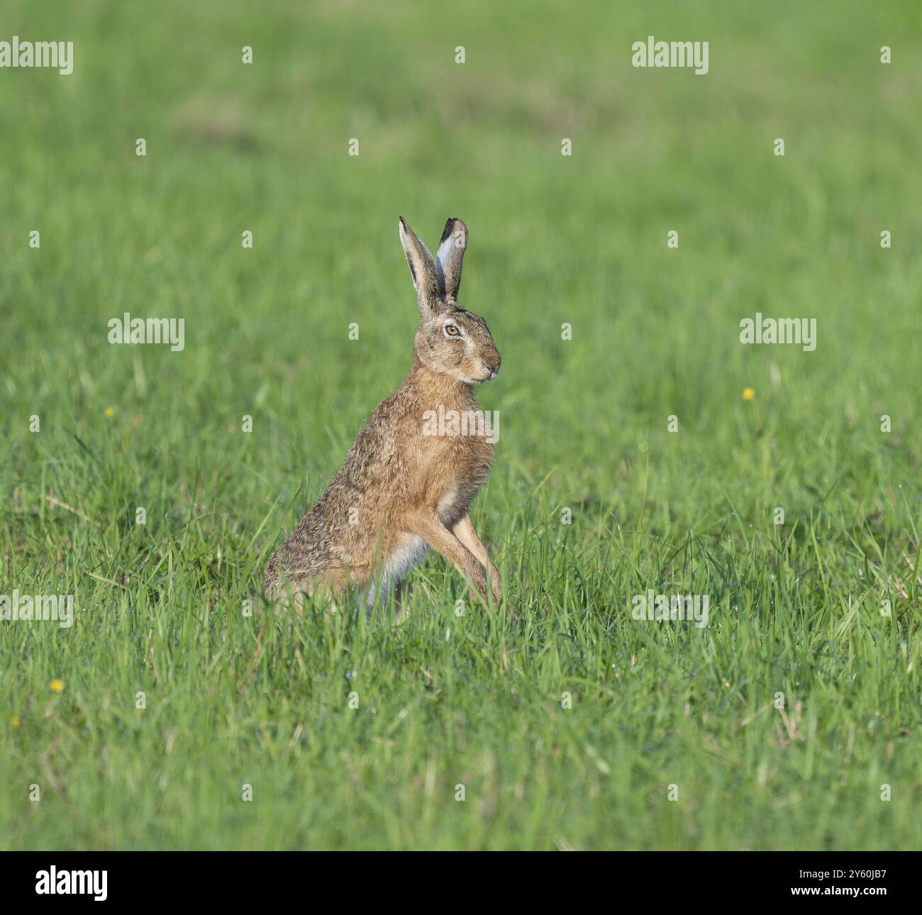 European hare (Lepus europaeus) standing on its hind paws in a meadow ...