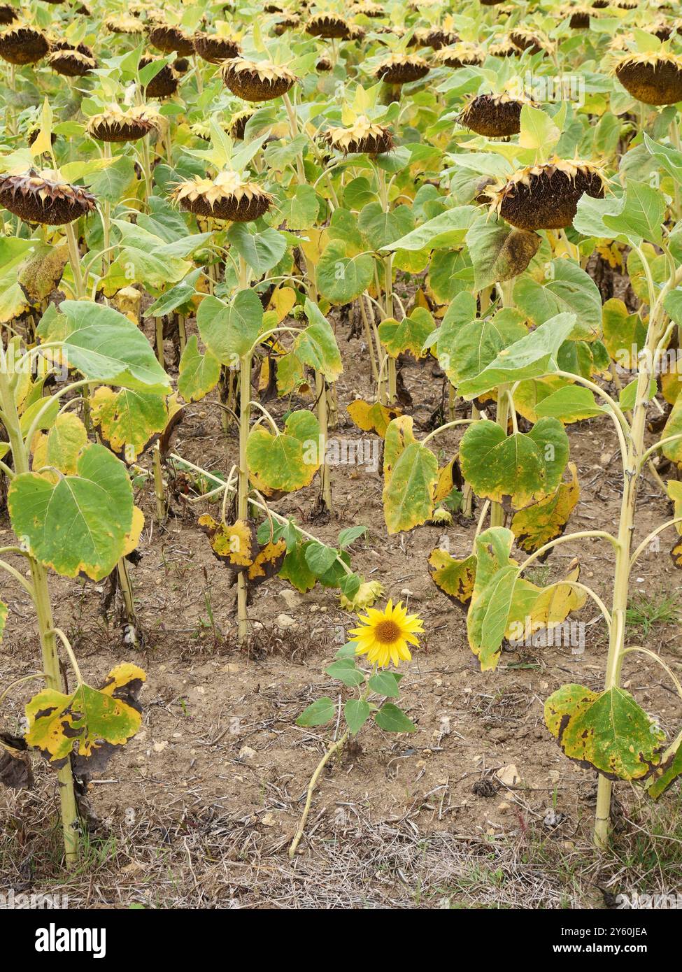 Field of sunflowers with heads drooping at the end of their growth ...
