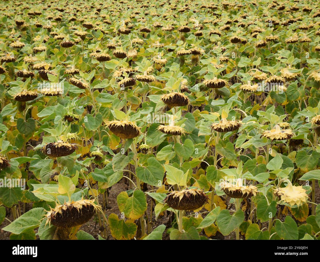 Field of sunflowers with heads drooping at the end of their growth ...