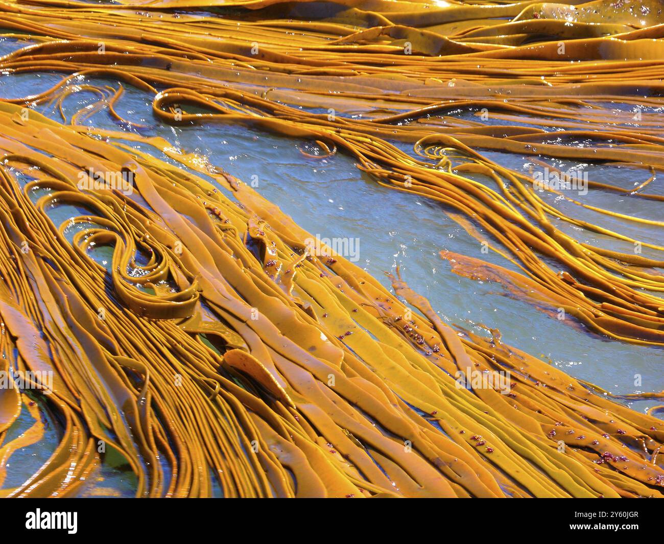 New Zealand, seaweed in the sea, kelp, Abel Tasman National Park, New ...