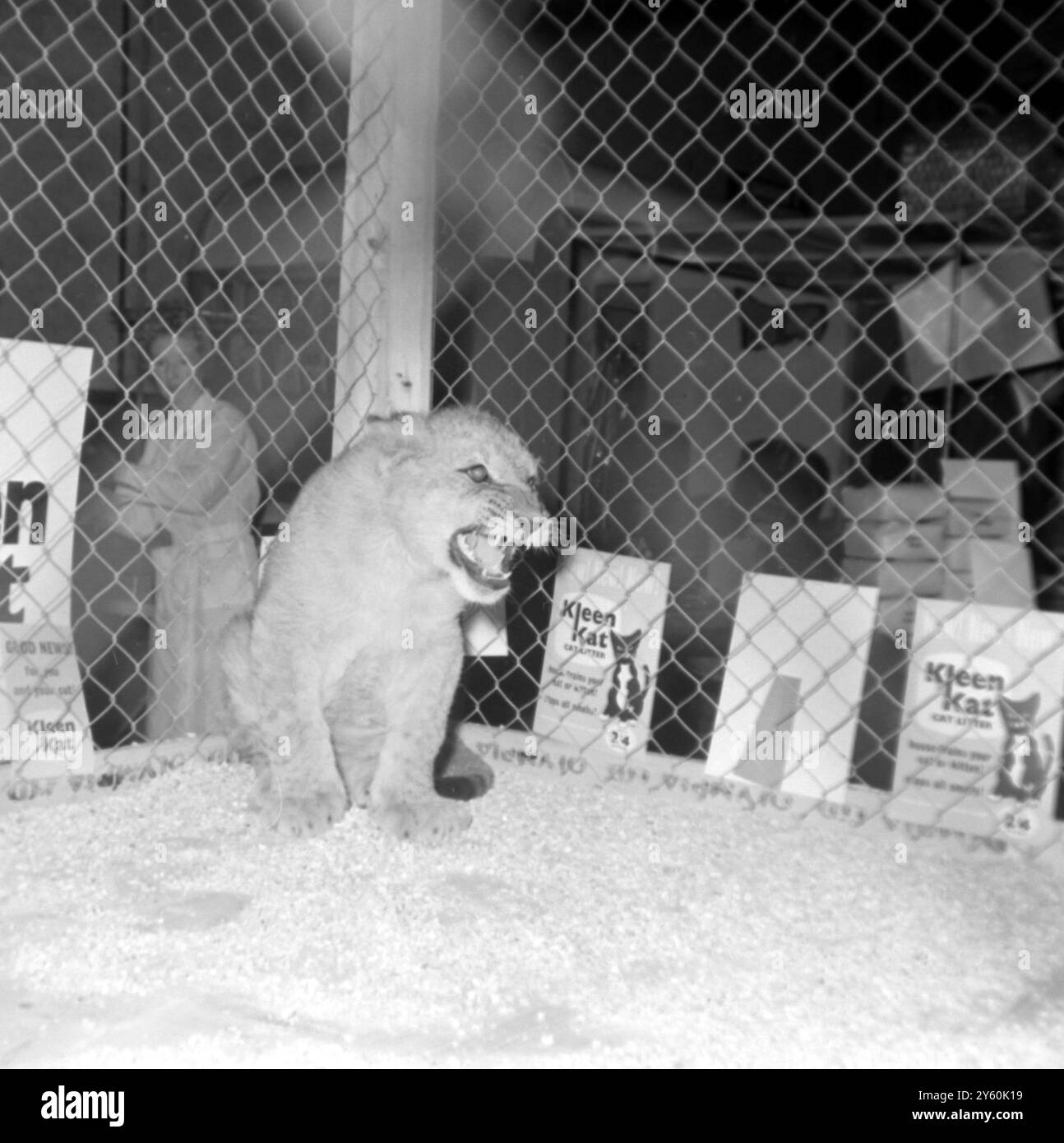 FILMS CLEOPATRA WITH LION CUB CALIPH NATIONAL CAT CLUB SHOW 3 DECEMBER ...