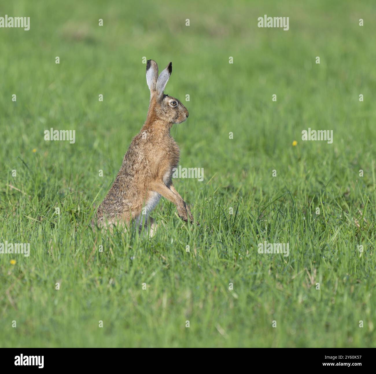 European hare (Lepus europaeus) standing on its hind paws in a meadow ...