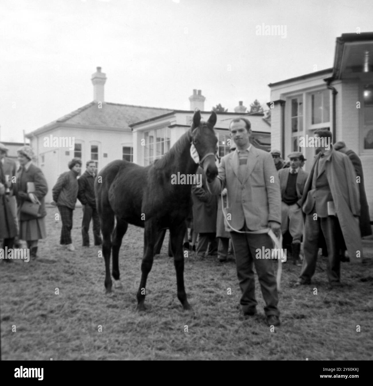 THE BAY COLT SOLD FOR 9200 GUINEAS 29 NOVEMBER 1960 Stock Photo - Alamy