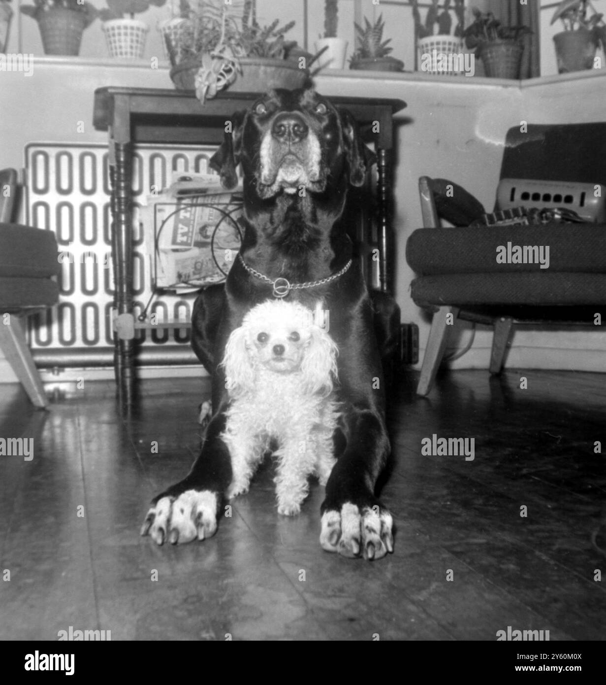 THE WORLDS SMALLEST DOG - POCKET POODLE 25 NOVEMBER 1960 Stock Photo - Alamy